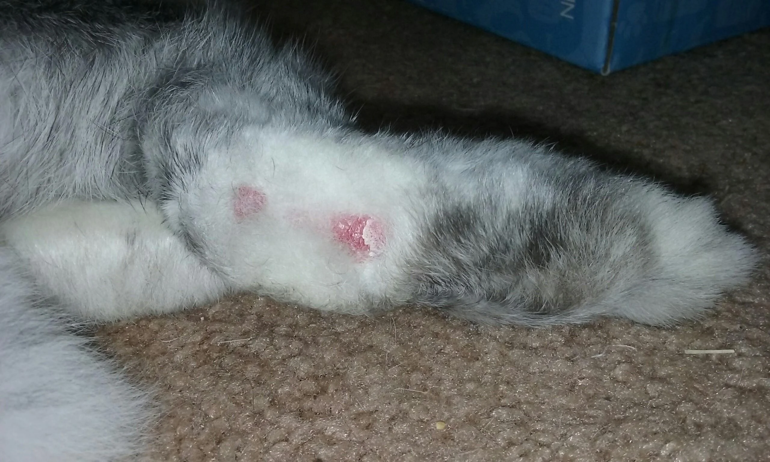 Pododermatitis en Conejos | Todo sobre conejos